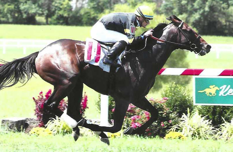 ROCK RIDGE STUD: CHEWING GUM